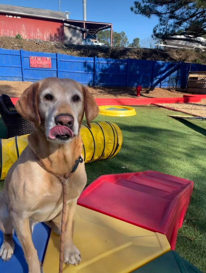 Off The Chain K9: Worry-Free Dog Boarding in Georgia