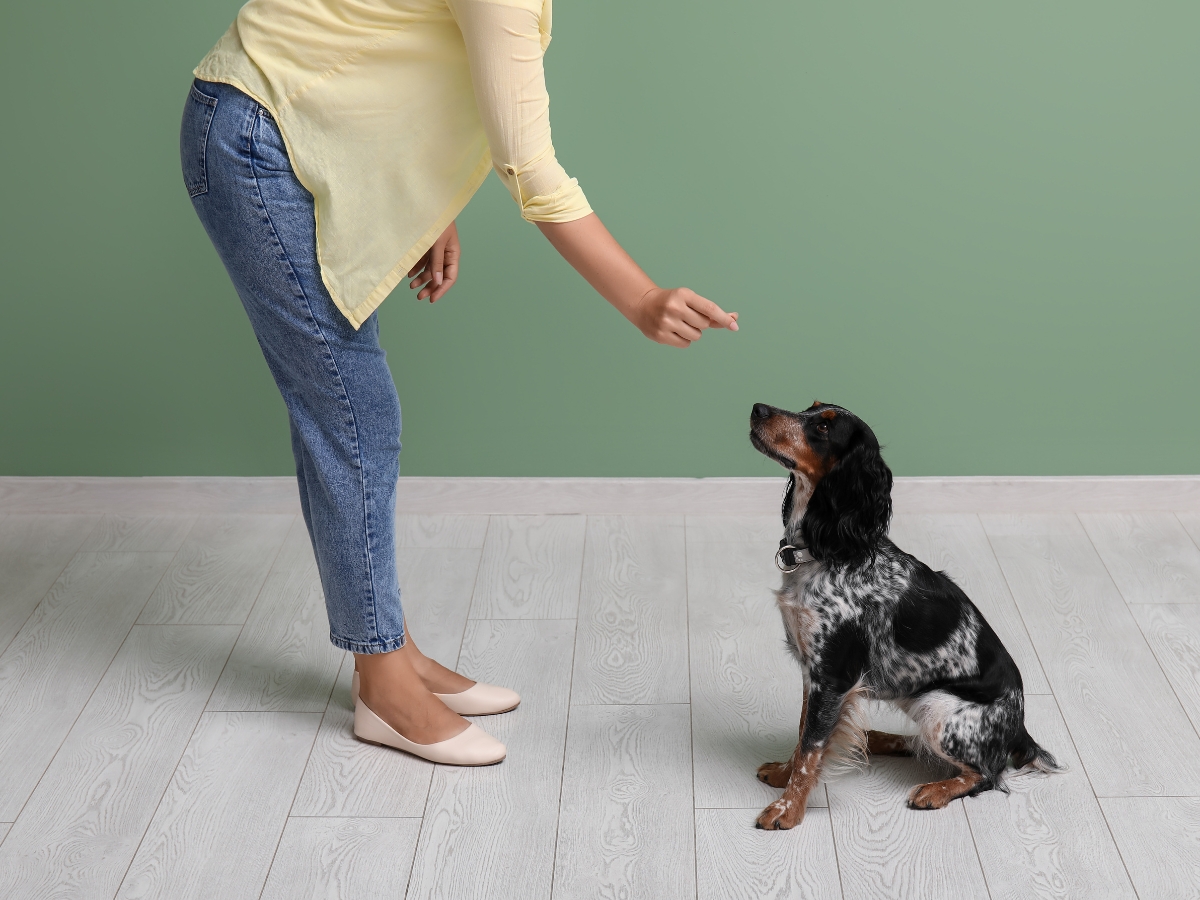 Off The Chain K9: 5 Proven Dog Training Techniques for Better Behavior