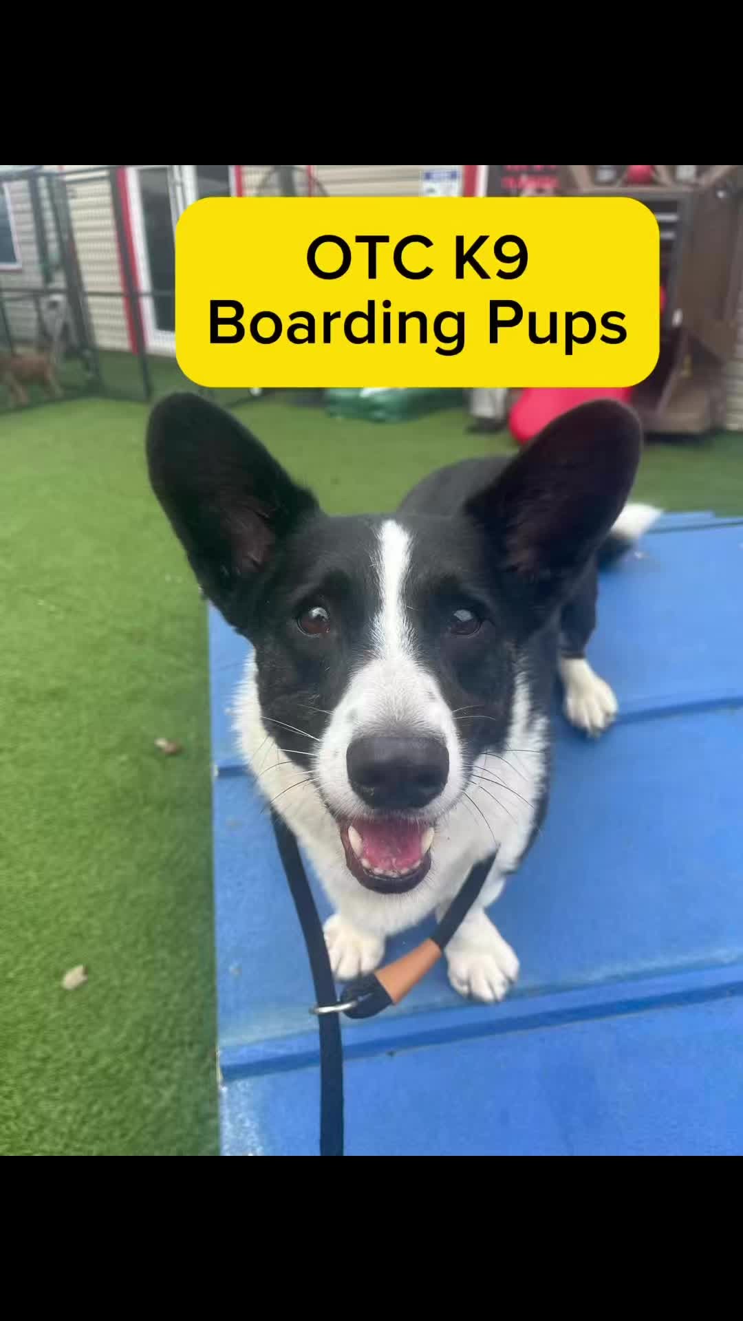 Board and Train Dog Training in Georgia: Off The Chain K9 Academy