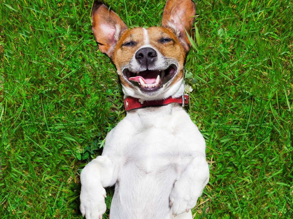 Understand Dog Behavior: A Beginner's Guide from Off The Chain K9