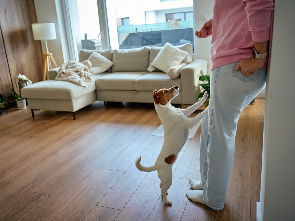 Understand Dog Behavior: A Beginner's Guide from Off The Chain K9